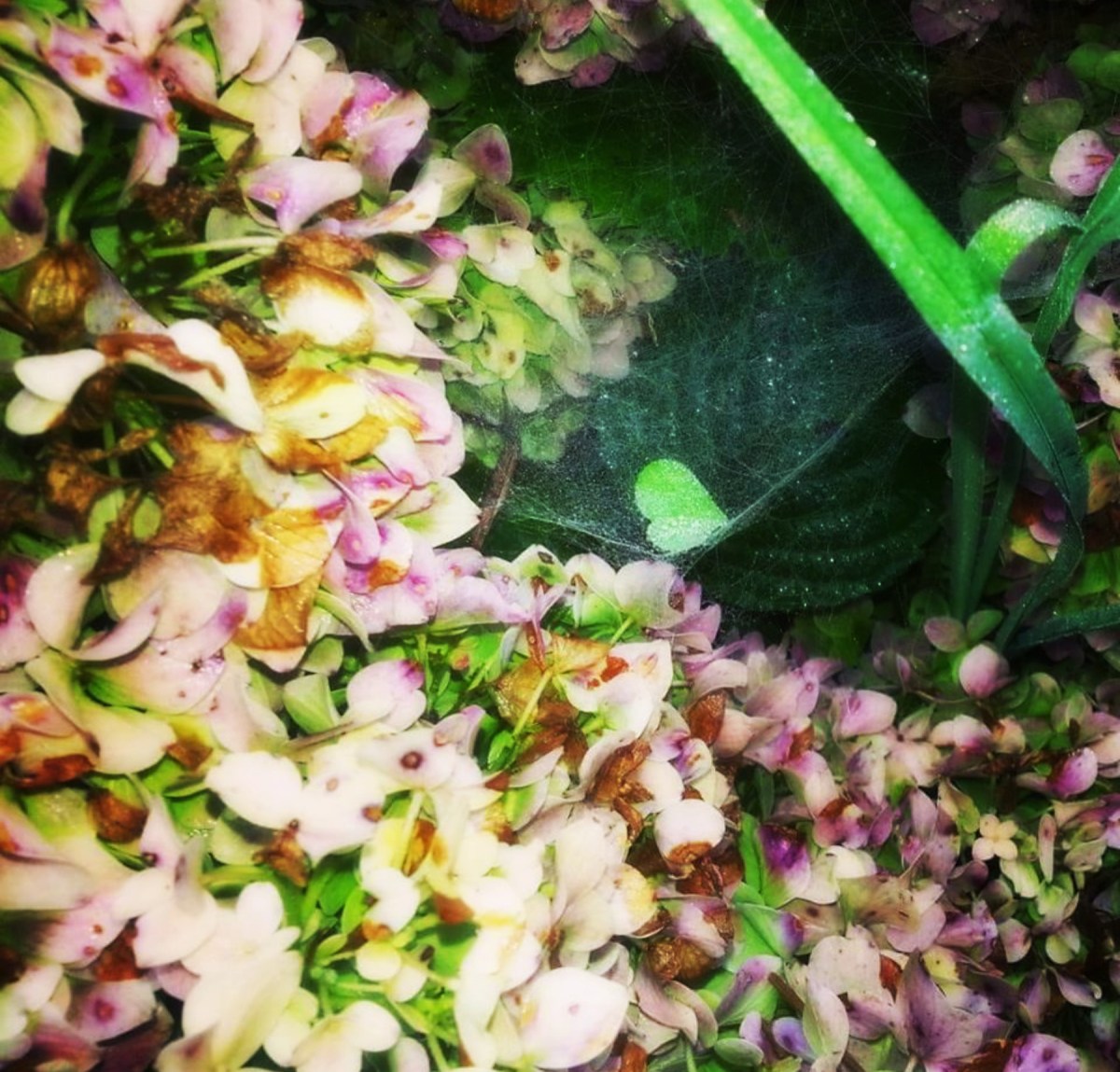 Hydrangea … – So Lynnish